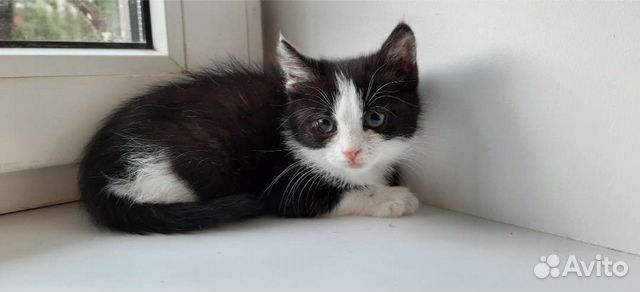 Мартышка ищет дом