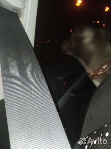 Стаф, стафф, стаффорд, стаффордширский терьер