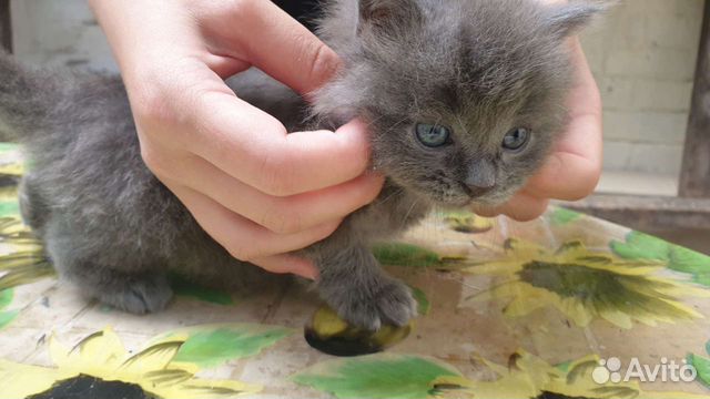 Котенок