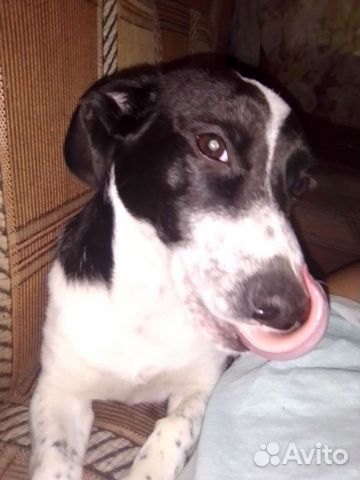 Собака в добрые руки щенок