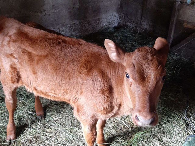 Телка телочка