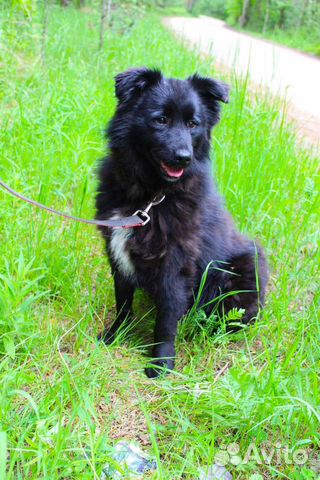 Маленькая собачка размером как большой шпиц