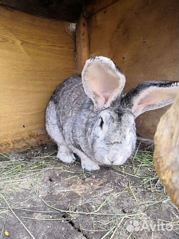 Самки самец кролята