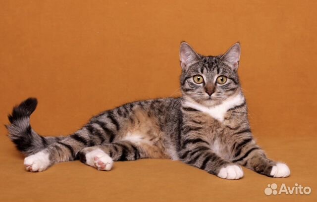 Милашка котенок Лилу 4,5 месяца в добрые руки