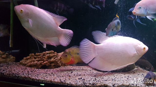 Гурами гигантский альбинос