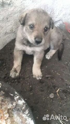 Дварняги бесплатно в добрые руки