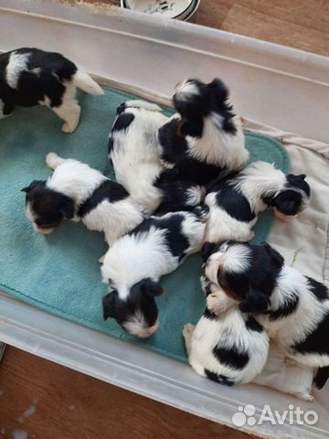 Йорки биверята