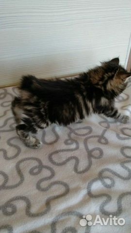 Курильский бобтейл