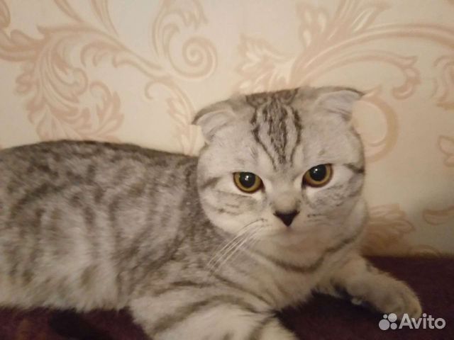 Шотландский вислоухий кот