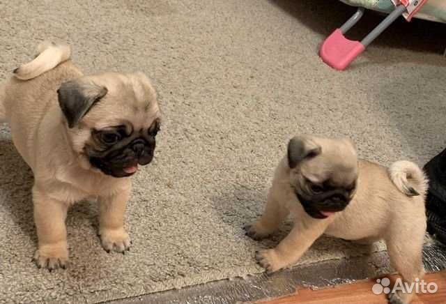 Мопсики, щеночки мопса, мопс щенки