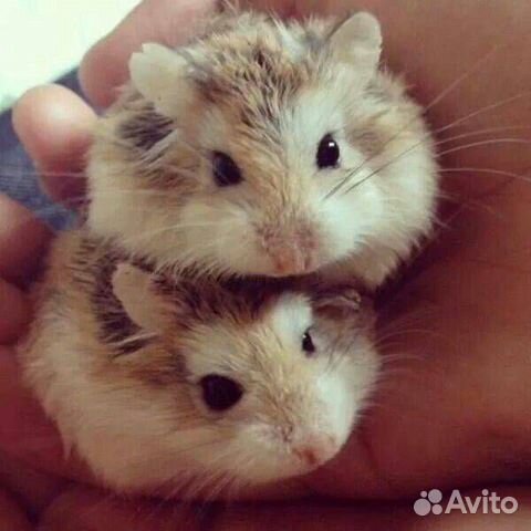 Хомяк Роборовского