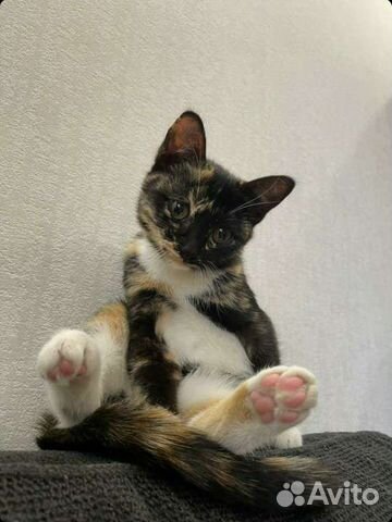 Котенок в добрые руки