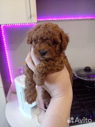 Той-пудель красный