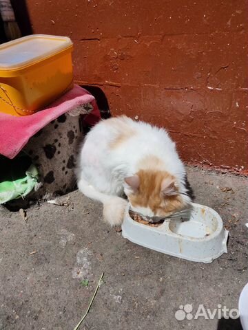 Найдена кошка