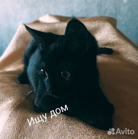 Черный котенок с шоколадным оттенком