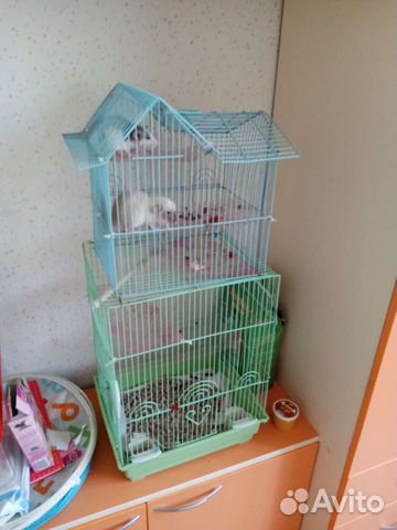 Крыски