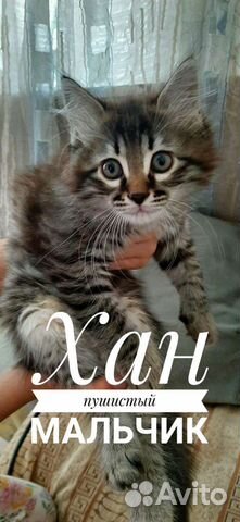 Котята в добрые руки бесплатно