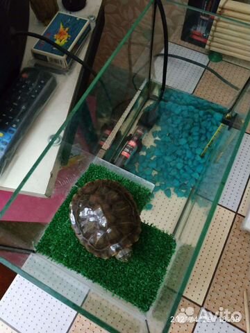 Красноухая черепаха с аквариумом