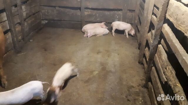 Свиньи и поросята породы ландрас