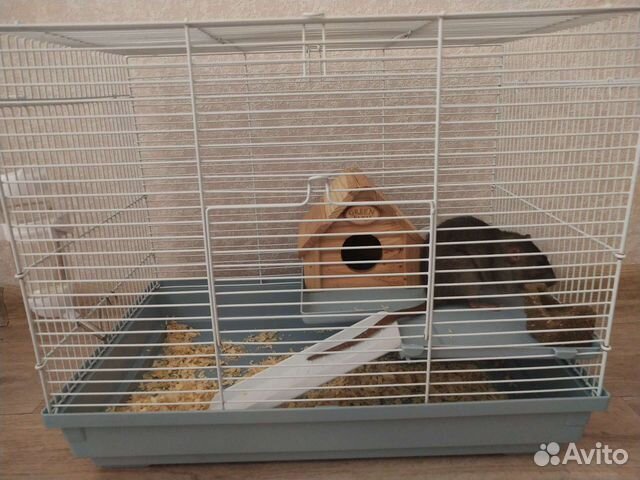 Продам крысу