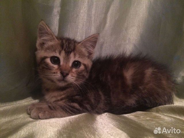 Котенок девочка 2,5 мес