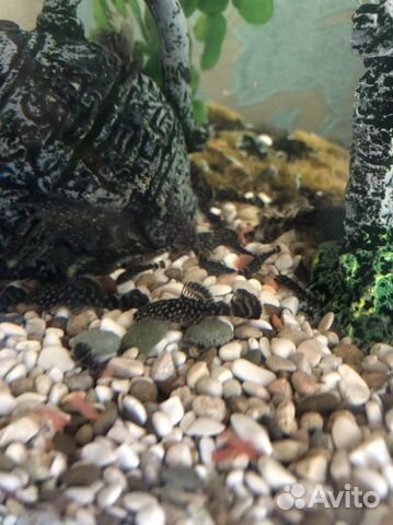 Рыба анцитрус