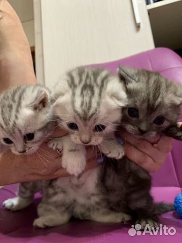 Шотландская