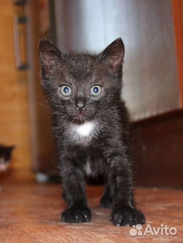 Котята Курильского Бобтейла