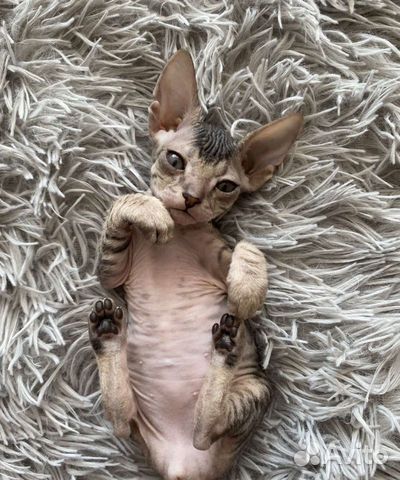 Донской сфинкс