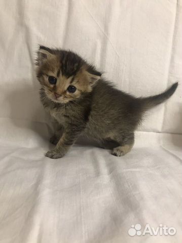Британские котята