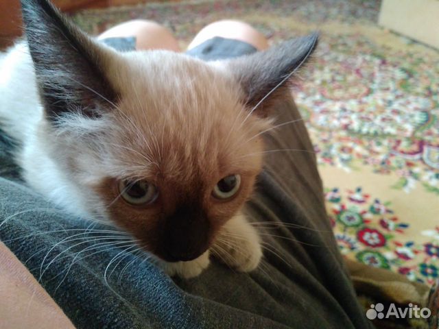 Кошка
