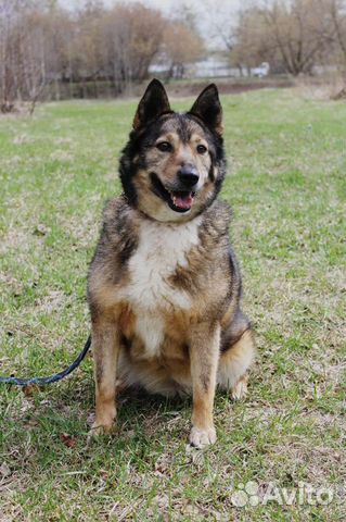 Собака Сара ищет дом