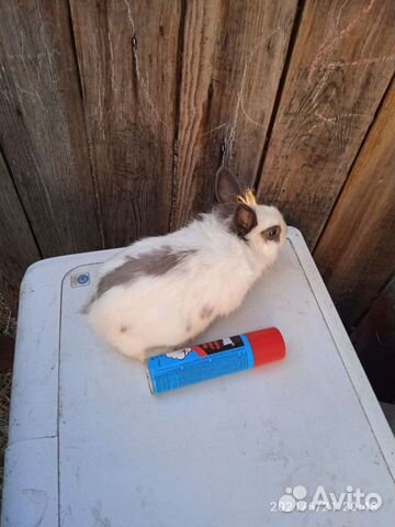 Кролик декоротивный