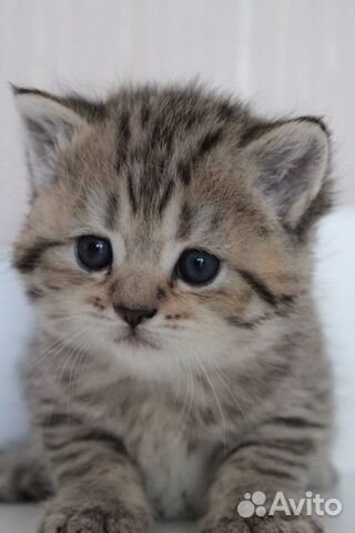 Шотландские котята