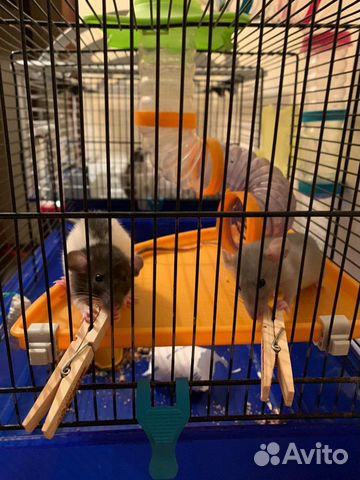 Крысы дамбо