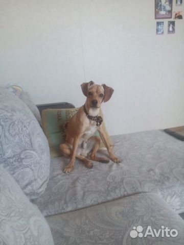 Собака в добрые руки щенокАрчи, 8 месяцев, очень а