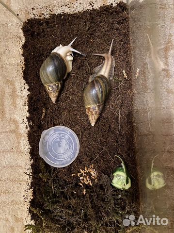 Улитки ахатины