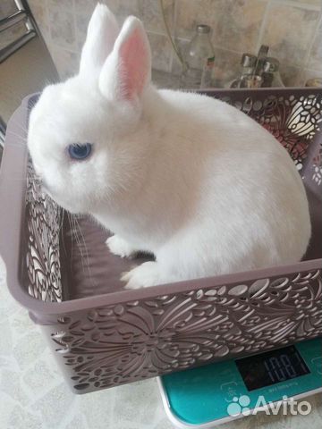 Гермелин взрослый