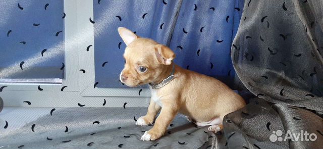 Щенки чихуахуа