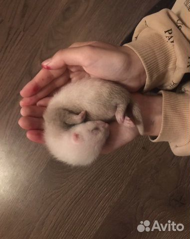 Хорек
