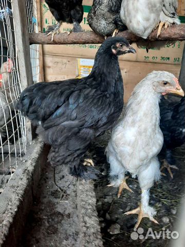 Цыплята брама