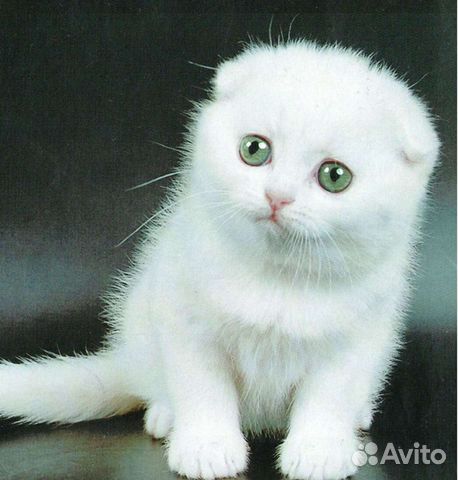 Шотландский котик