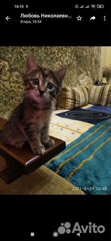 Котятки ищат дом