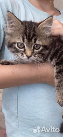 Британские котята