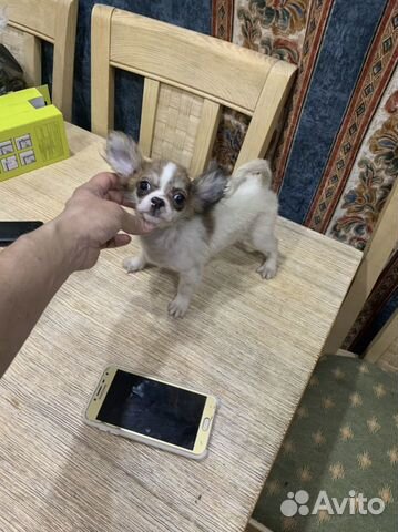 Чихуахуа белособолиная Кукла