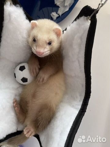 Хорек с клеткой 2 месяца