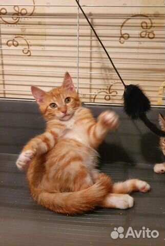 Рыжий котенок Нарцисс