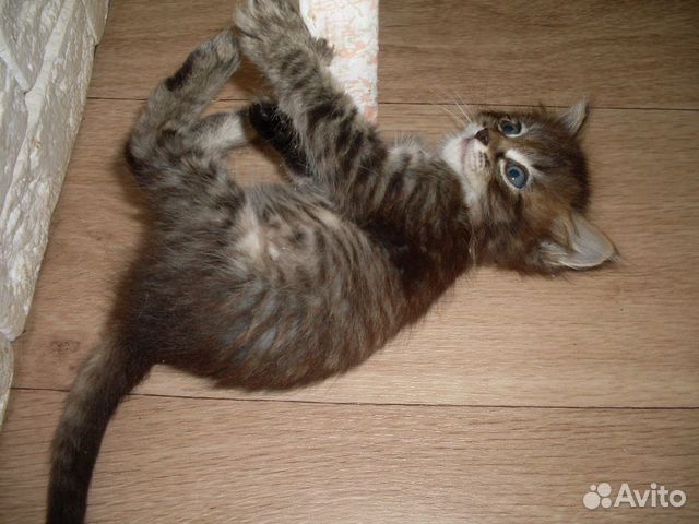 Самый лучший котик-котенок 2 месяца