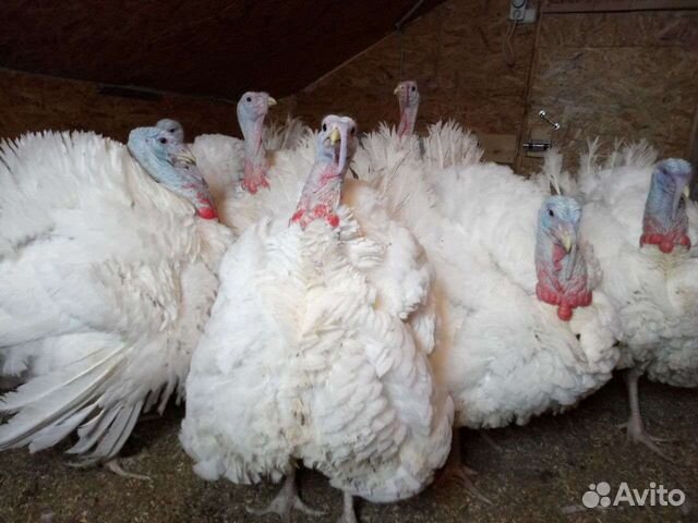 Индюки индюшки индейки