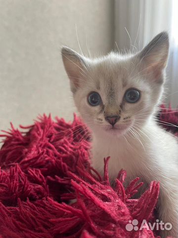 Отдам бесплатно Котёнка (девочка 1,5 месяца) Невск
